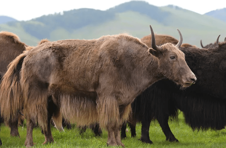 SARLAG – кейс GUSCOM